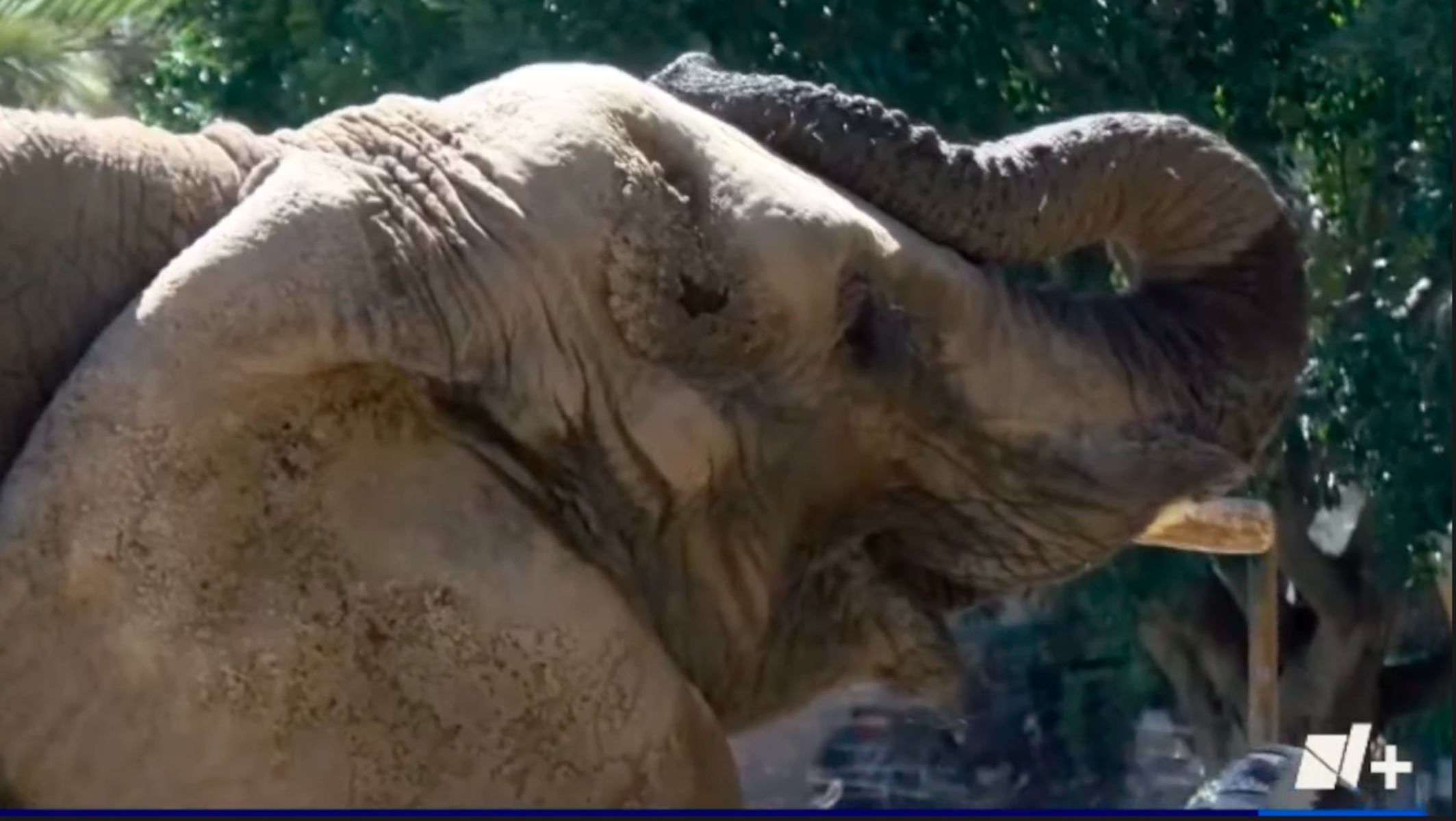 ¡Por Fin! l Elefanta Annie Llega al Zoológico de San Juan de Aragón | N+